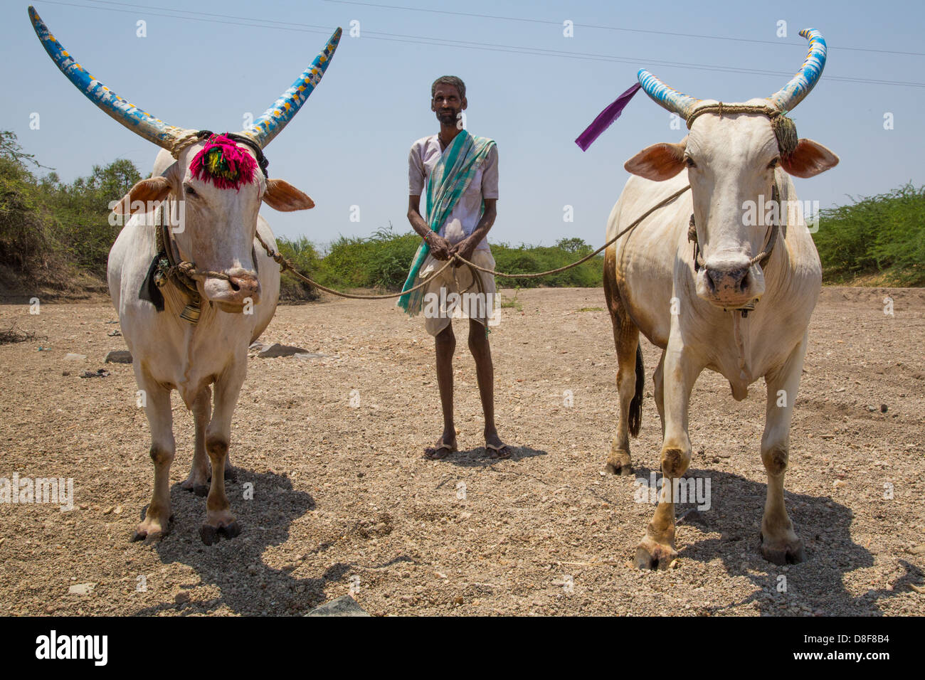 Farmer cow india hi-res stock photography and images - Alamy