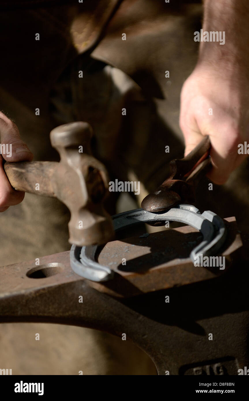 Sam Warman, farrier, tends to the feet of a Clydesdale horse Stock ...