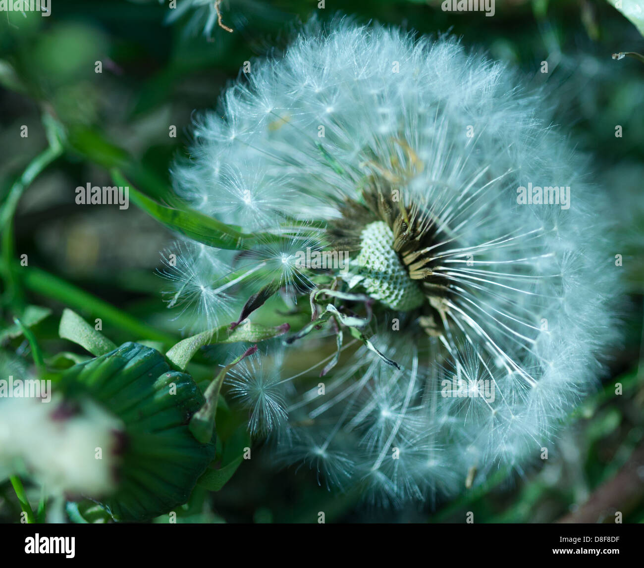 Airborne seed hi-res stock photography and images - Alamy