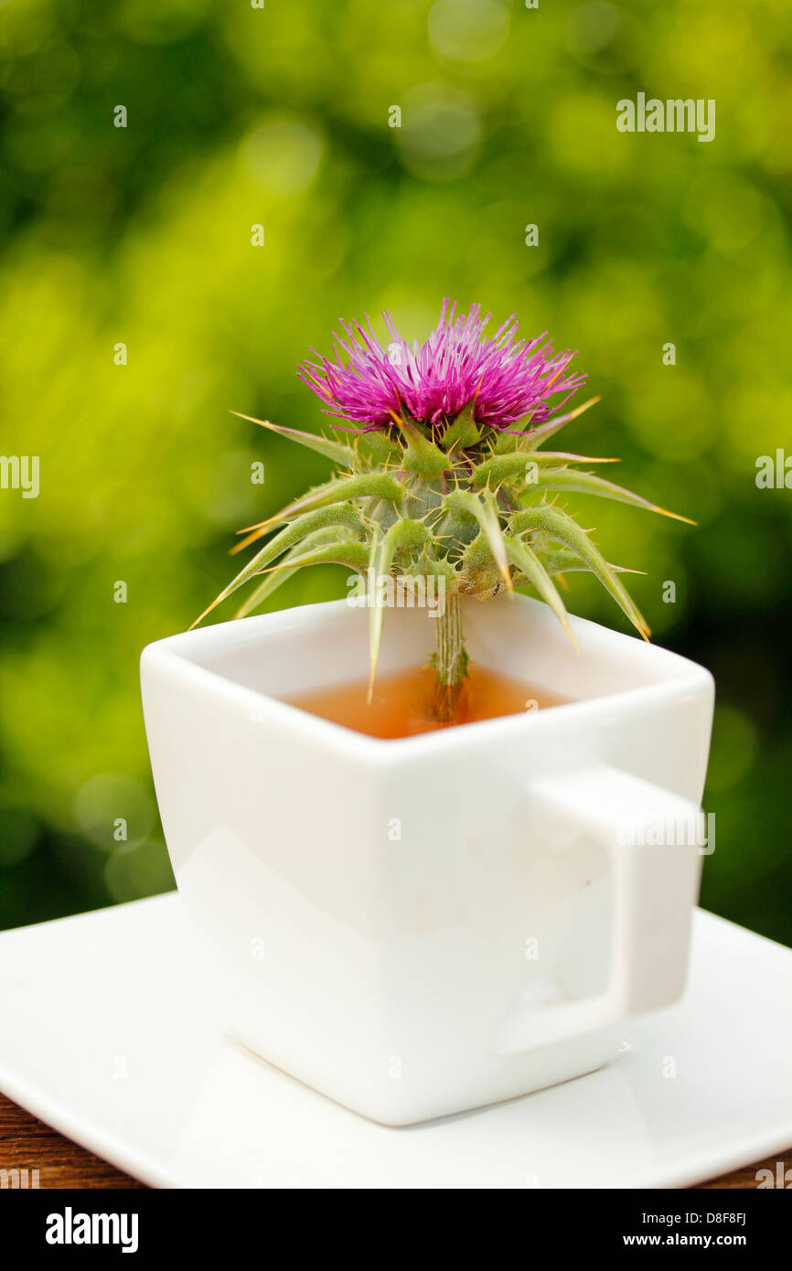 Milk thistle tea hi-res stock photography and images - Alamy