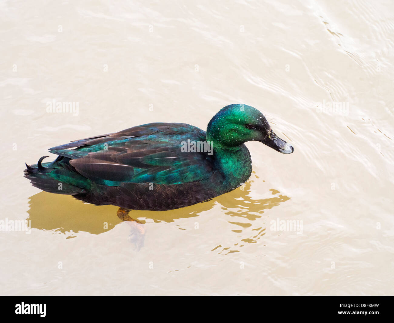 A feral duck with bottle green plumage Stock Photo - Alamy