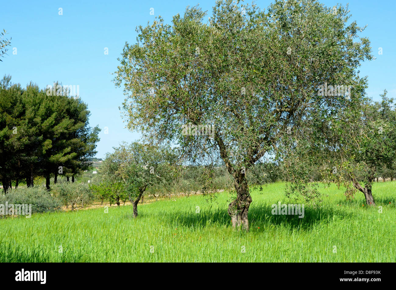Olive grove puglia hi-res stock photography and images - Alamy