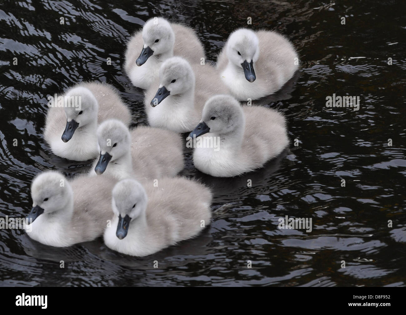Group of 8 young cygnet swans sticking closely together Stock Photo - Alamy