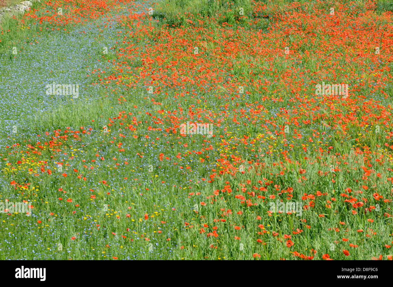 Puglian countryside in Spring Stock Photo - Alamy