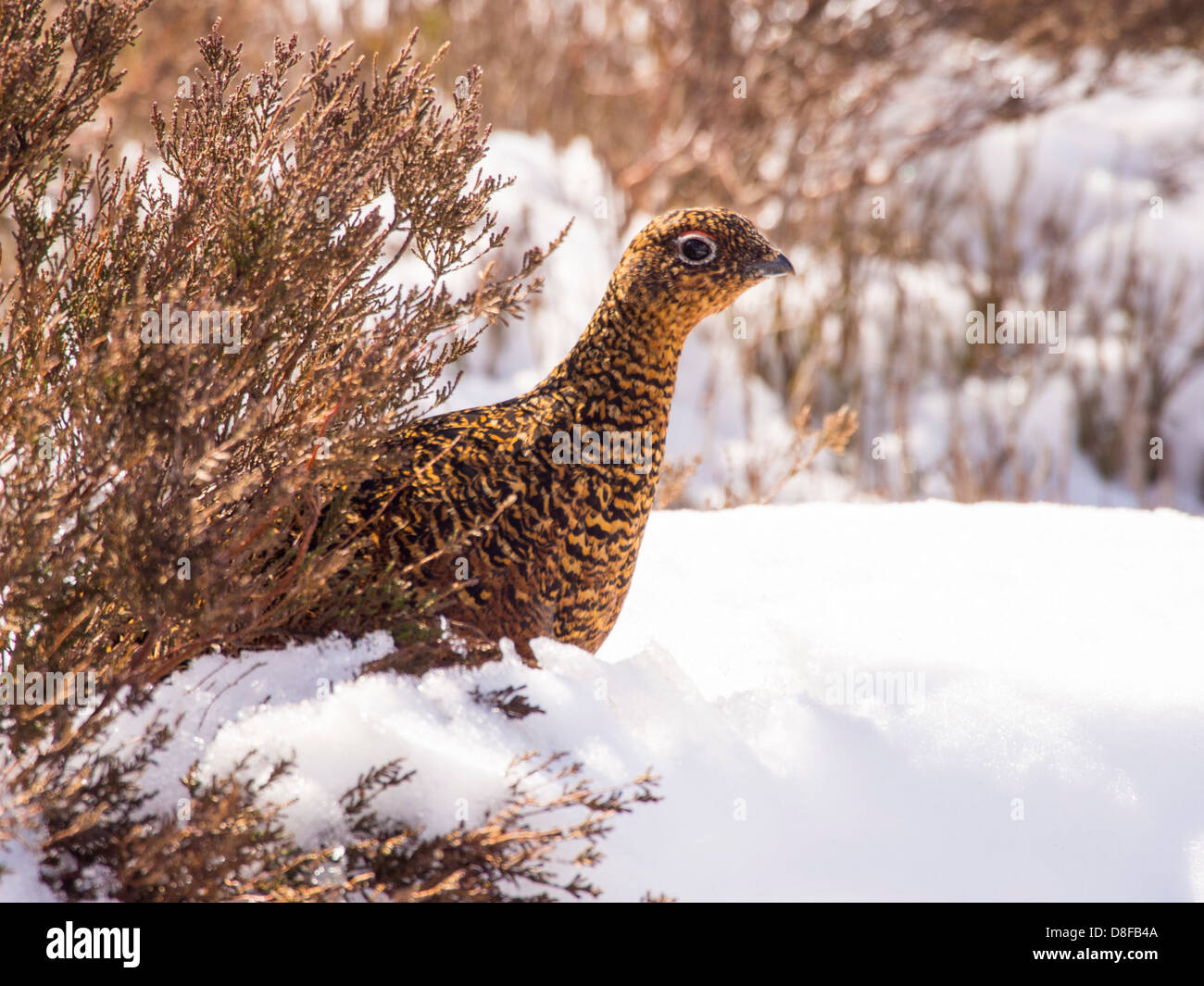 Female Red Grouse High Resolution Stock Photography and Images - Alamy