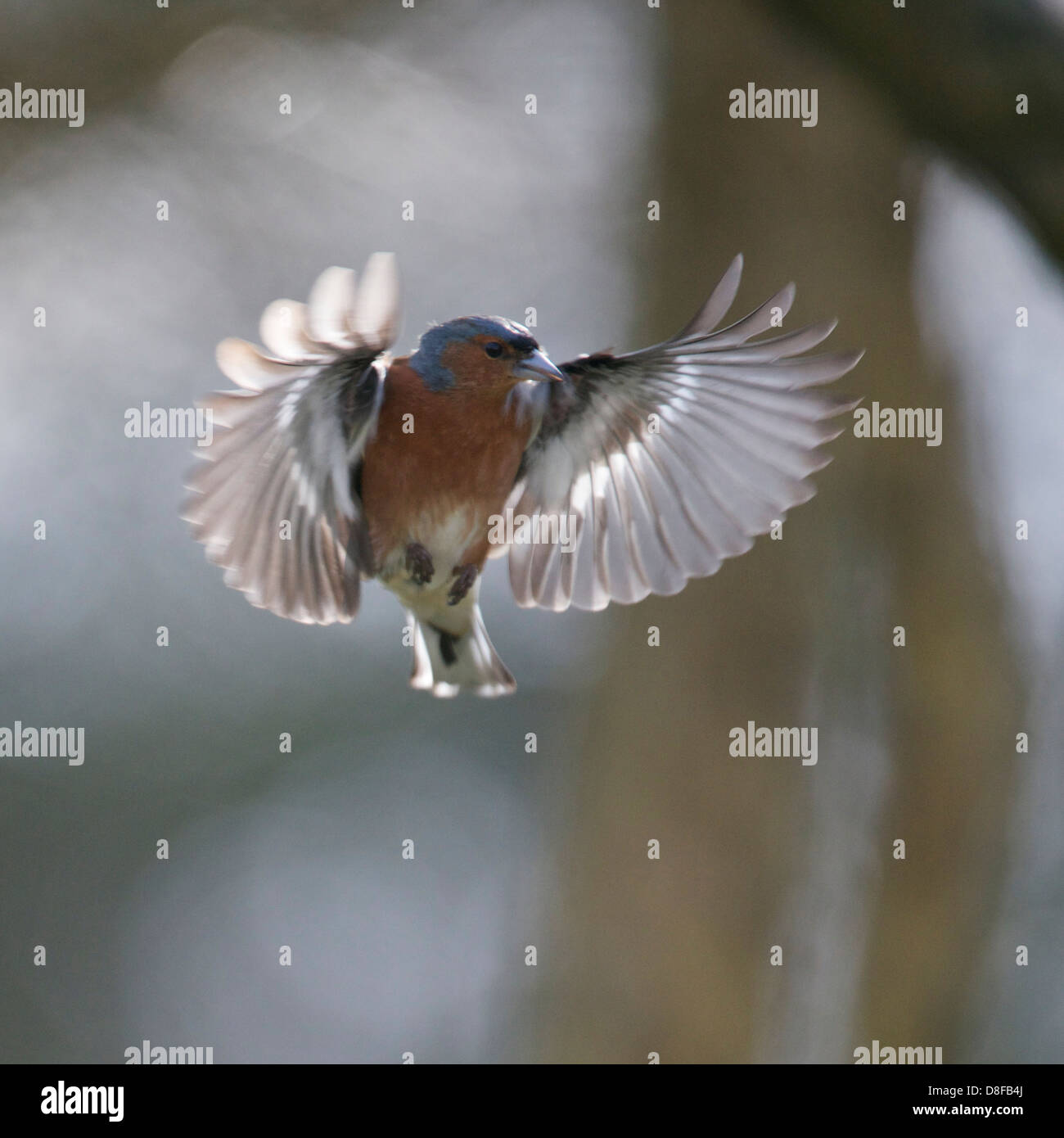 Male chaffinch hovering with sunlight shinng through outstretched wings ...