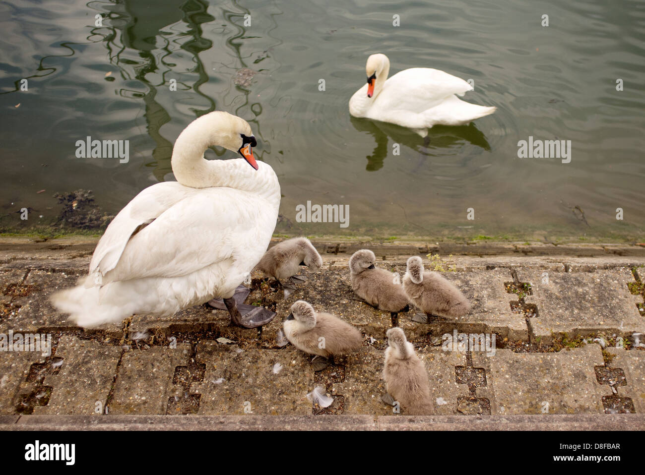 swans and cygnets Stock Photo - Alamy