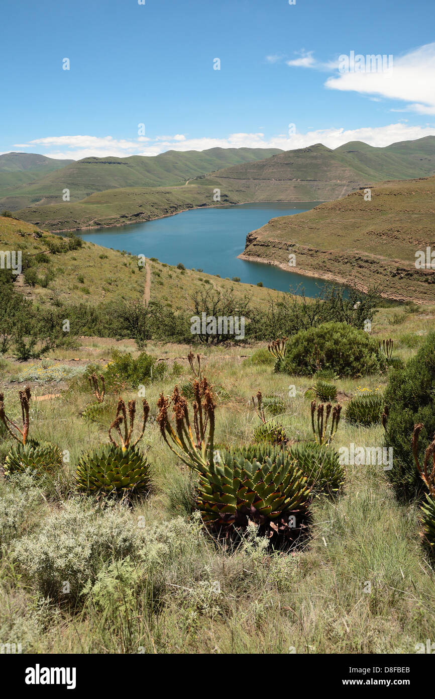 Aloe polyphylla growing on mountain slopes leading to the Katse Dam ...