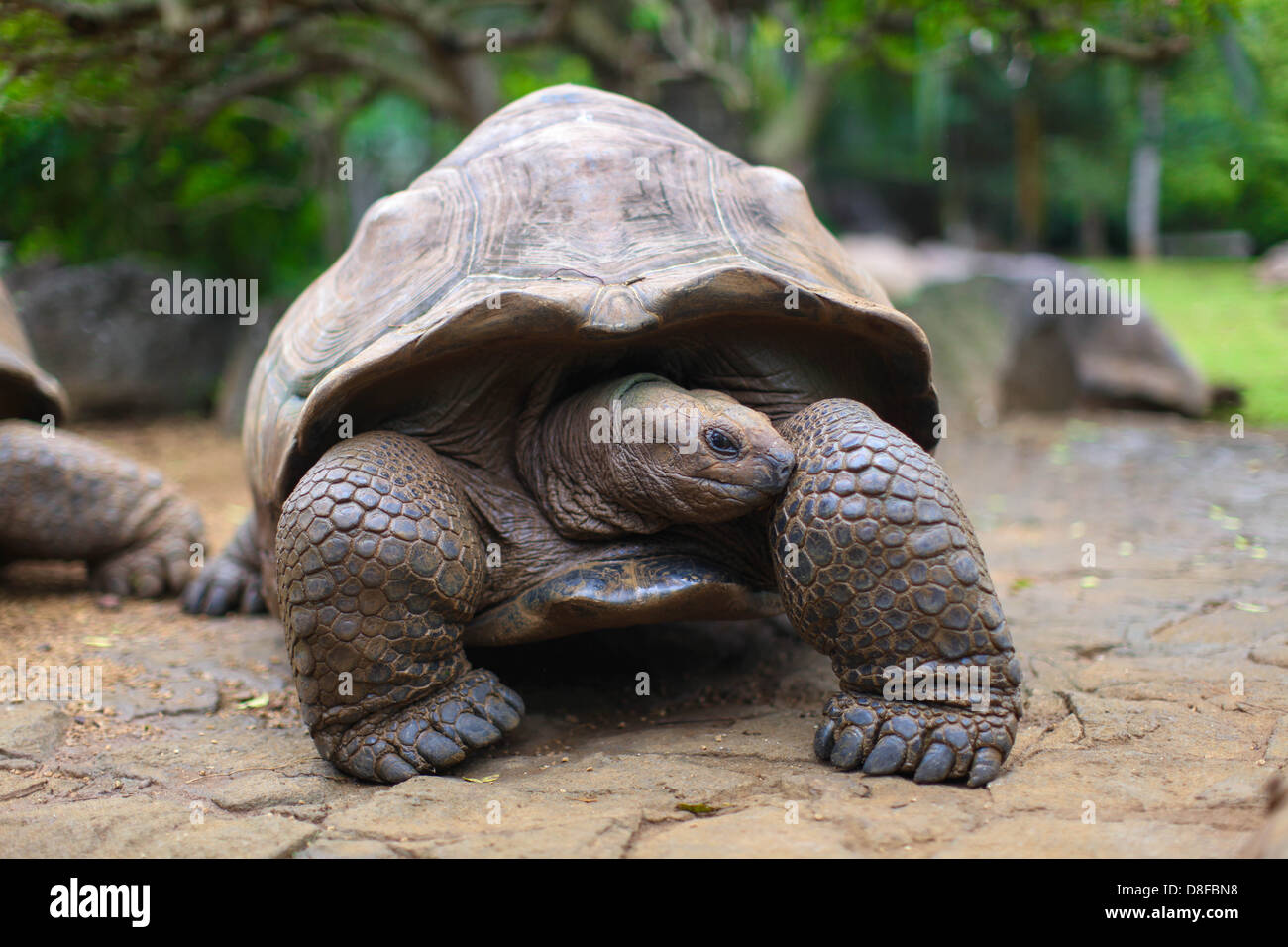 giant tortoise on the island of Mauritius Stock Photo - Alamy