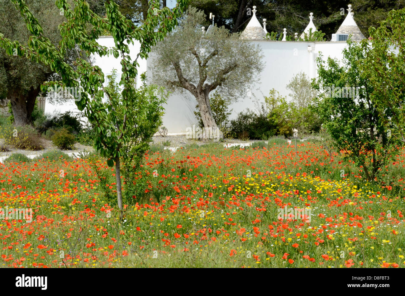 Trulli in spring, Puglia, Italy Stock Photo - Alamy