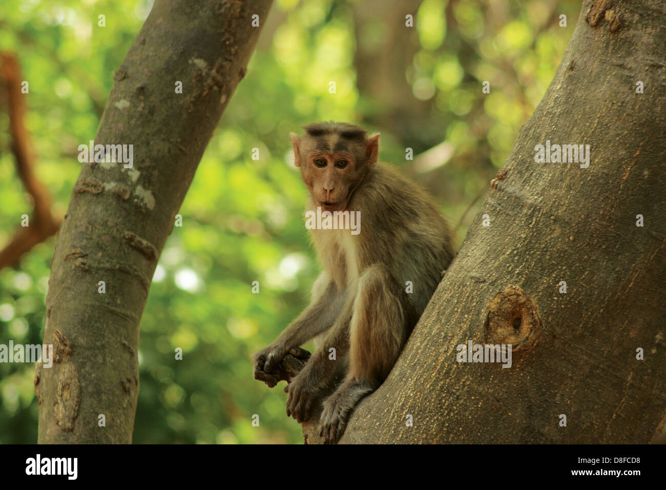 Monkey wallpaper hi-res stock photography and images - Alamy