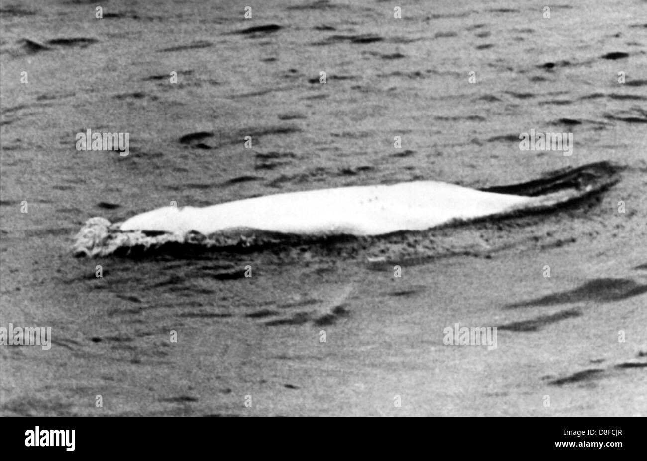 "Moby Dick", the white Belugale wale, swims upstream the Rhine. The ...