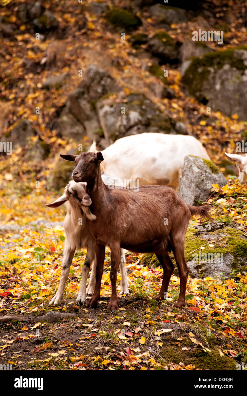 few wild goat in fall forest Stock Photo - Alamy