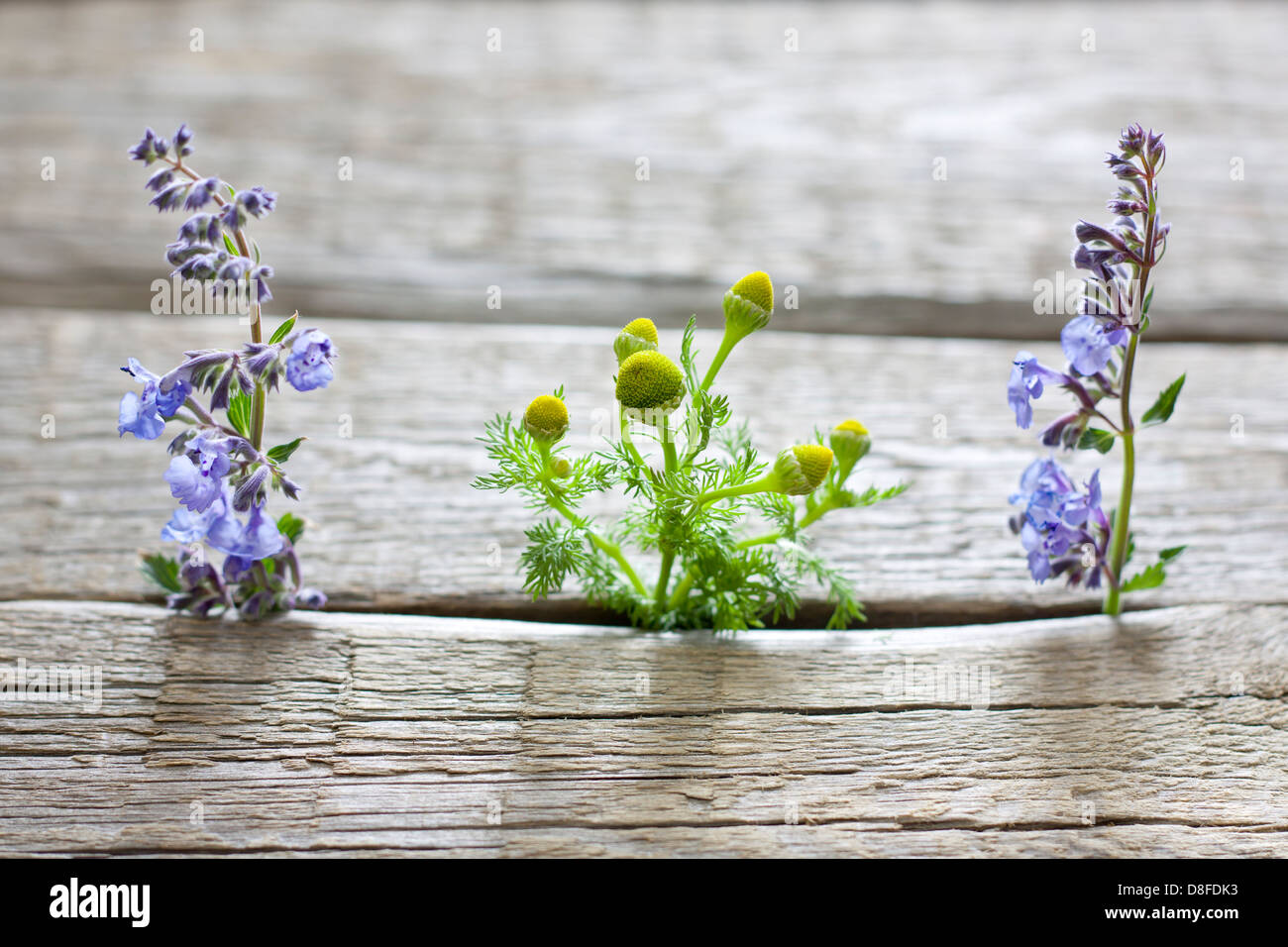Herbs on vintage planks aromatherapy background concept Stock Photo - Alamy