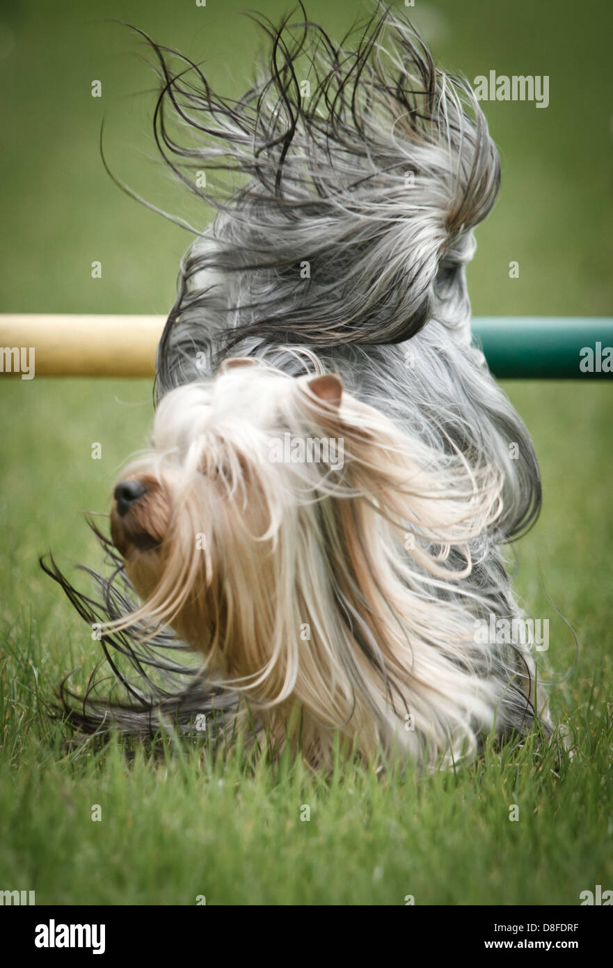Yorkshire terrier in agility competition Stock Photo - Alamy