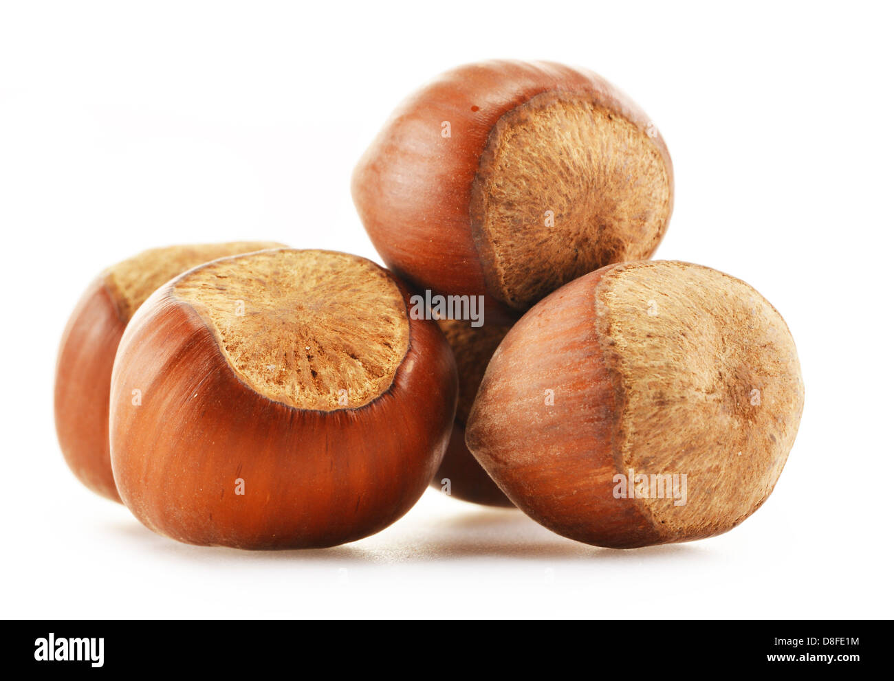 Nut hazelnut Cut Out Stock Images & Pictures - Alamy