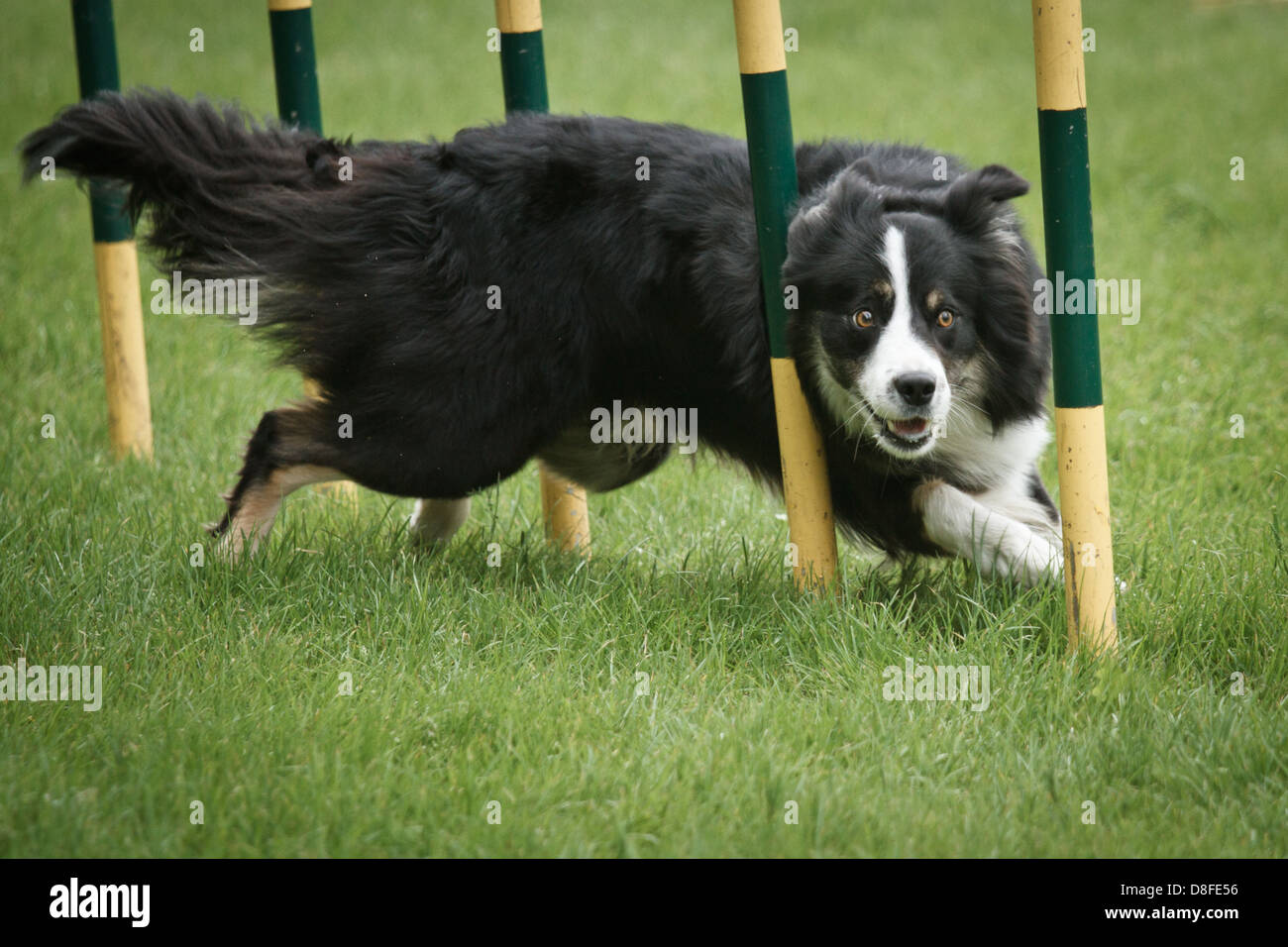 Border Collie in agility competition Stock Photo - Alamy
