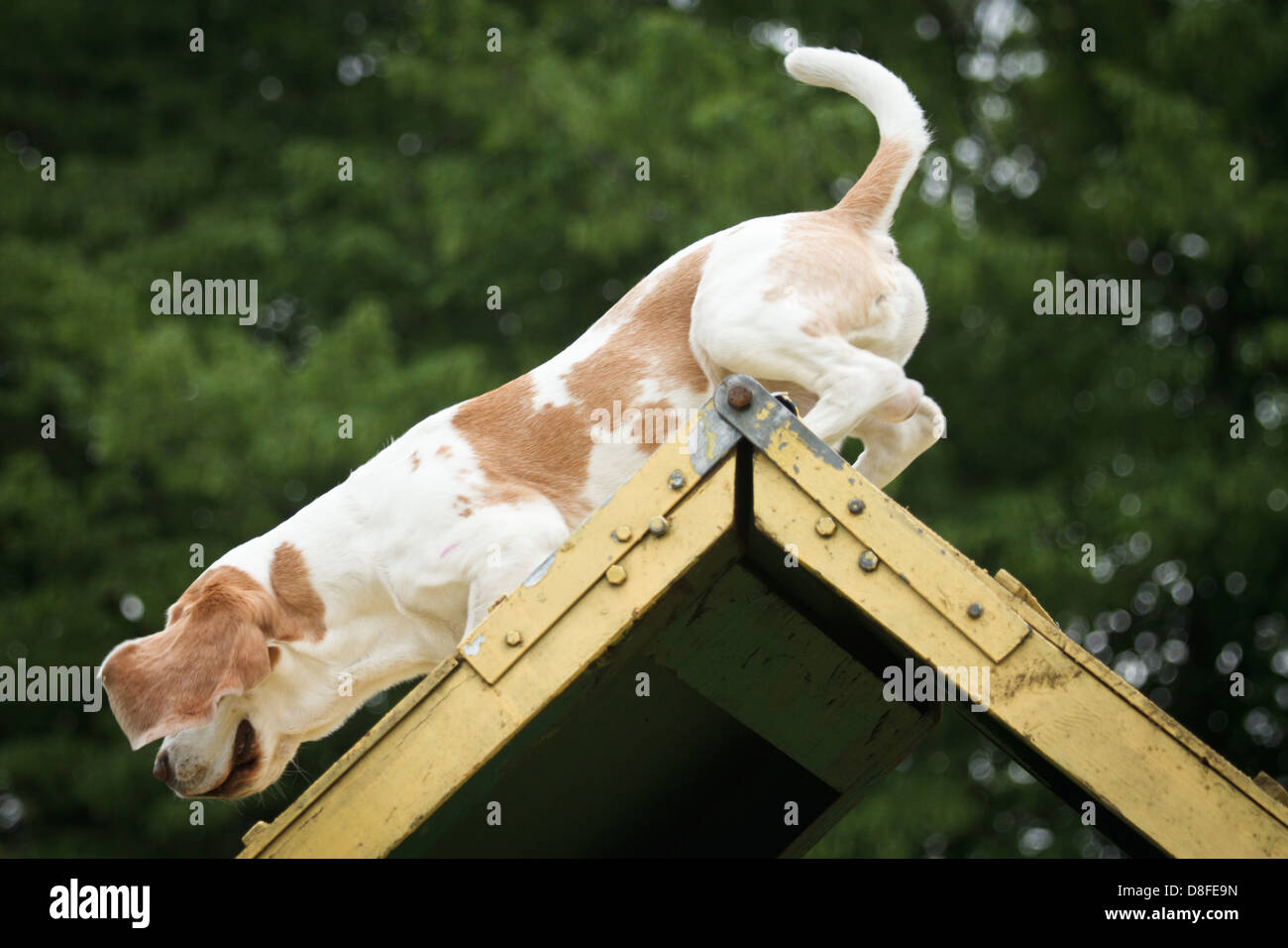 Beagle in agility competition Stock Photo - Alamy