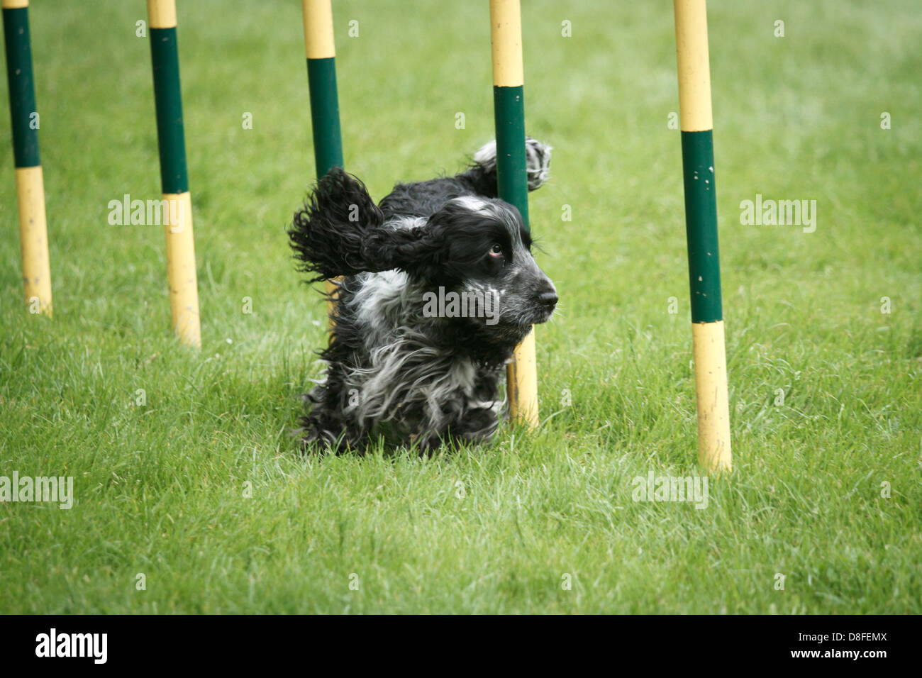 Spaniel in agility competition Stock Photo - Alamy