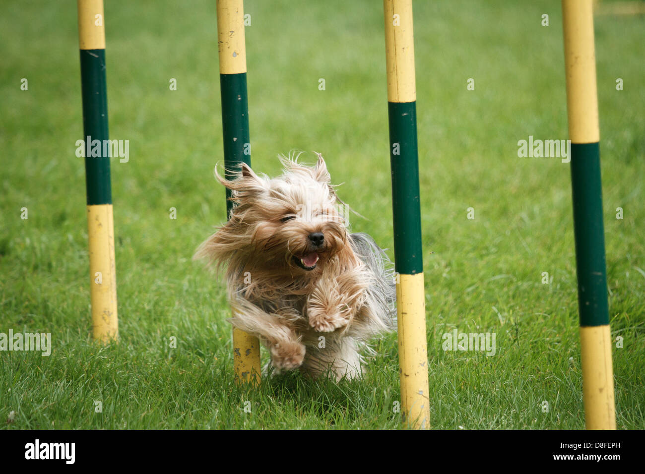 Yorkshire terrier in agility competition Stock Photo - Alamy
