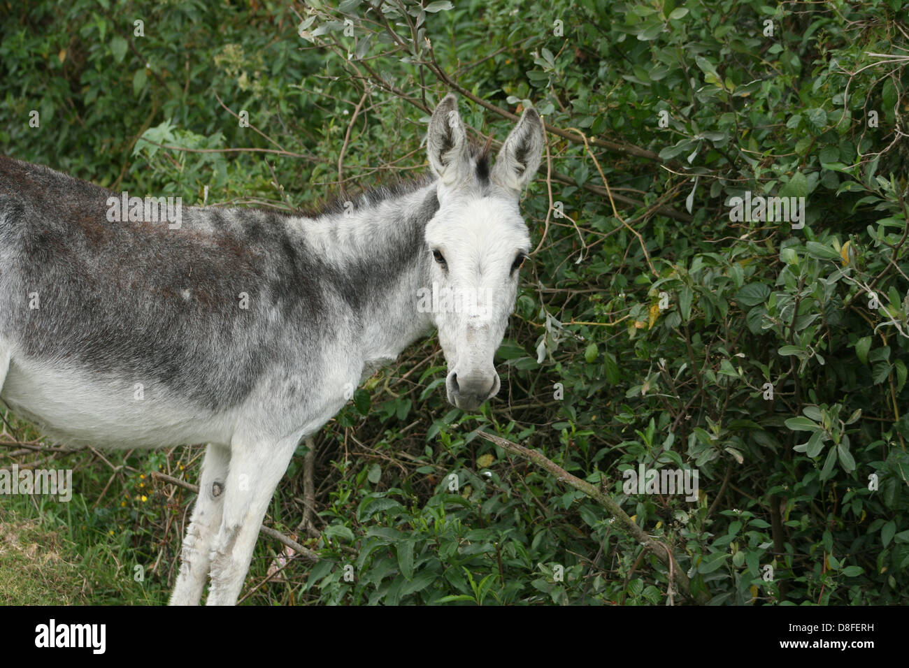 A donkey standing in a farmers field in Cotacachi, Ecuador Stock Photo ...