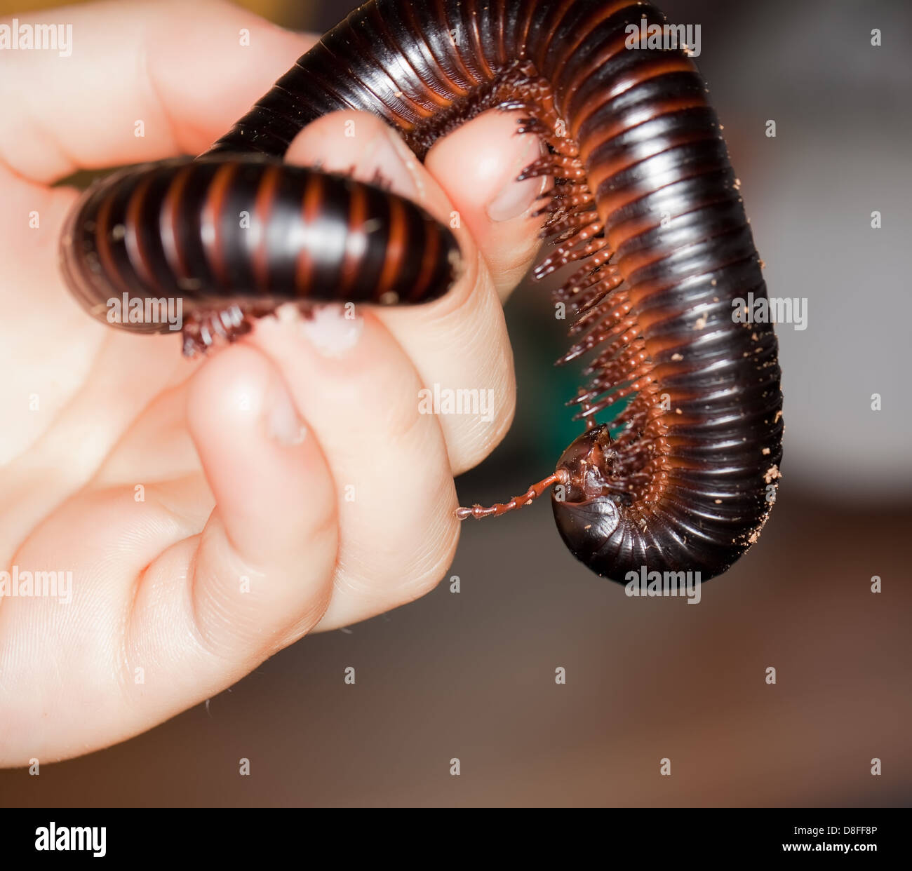 Archispirostreptus gigas hi-res stock photography and images - Alamy