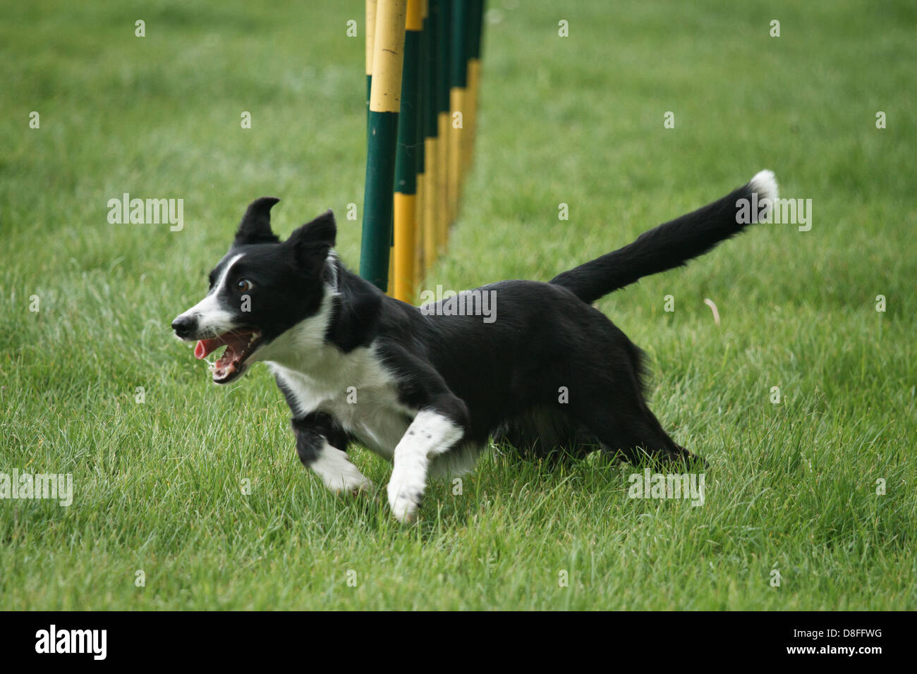 Border Collie in agility competition Stock Photo - Alamy