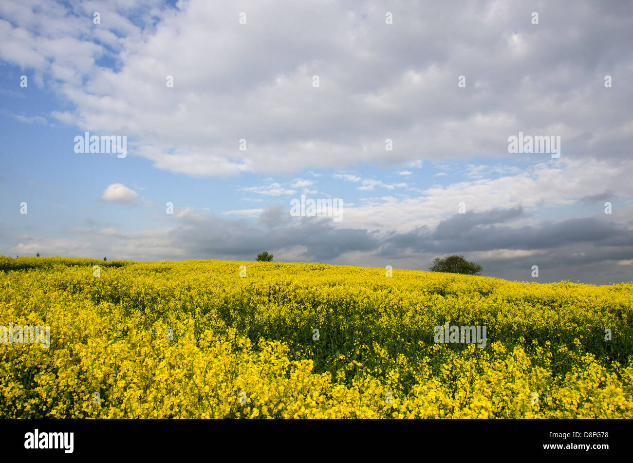 Field rapeseed plants in hi-res stock photography and images - Alamy