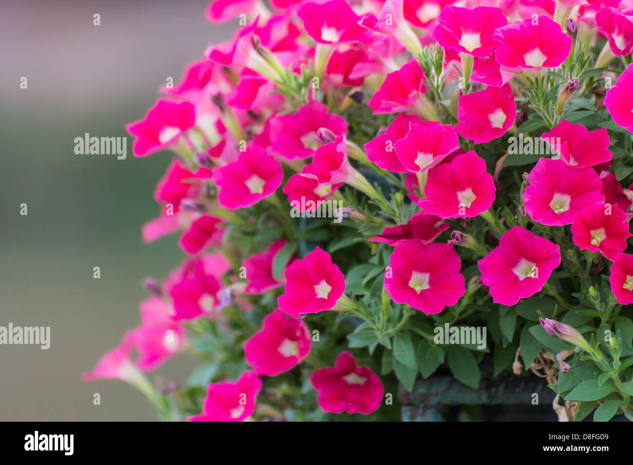 Petunia pictures hi-res stock photography and images - Alamy