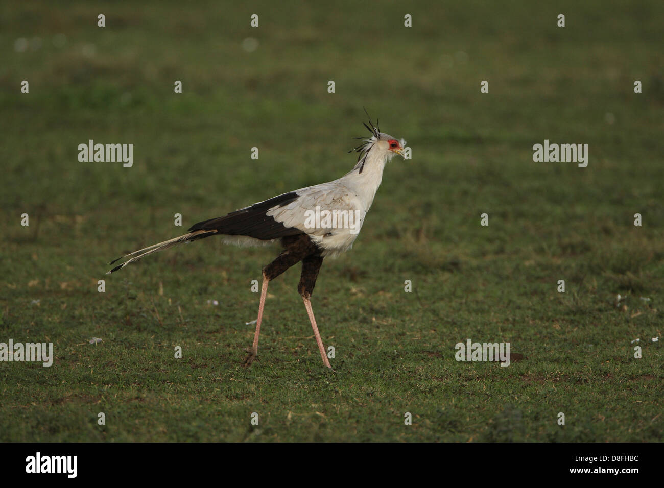 Secretary bird zoo hi-res stock photography and images - Alamy