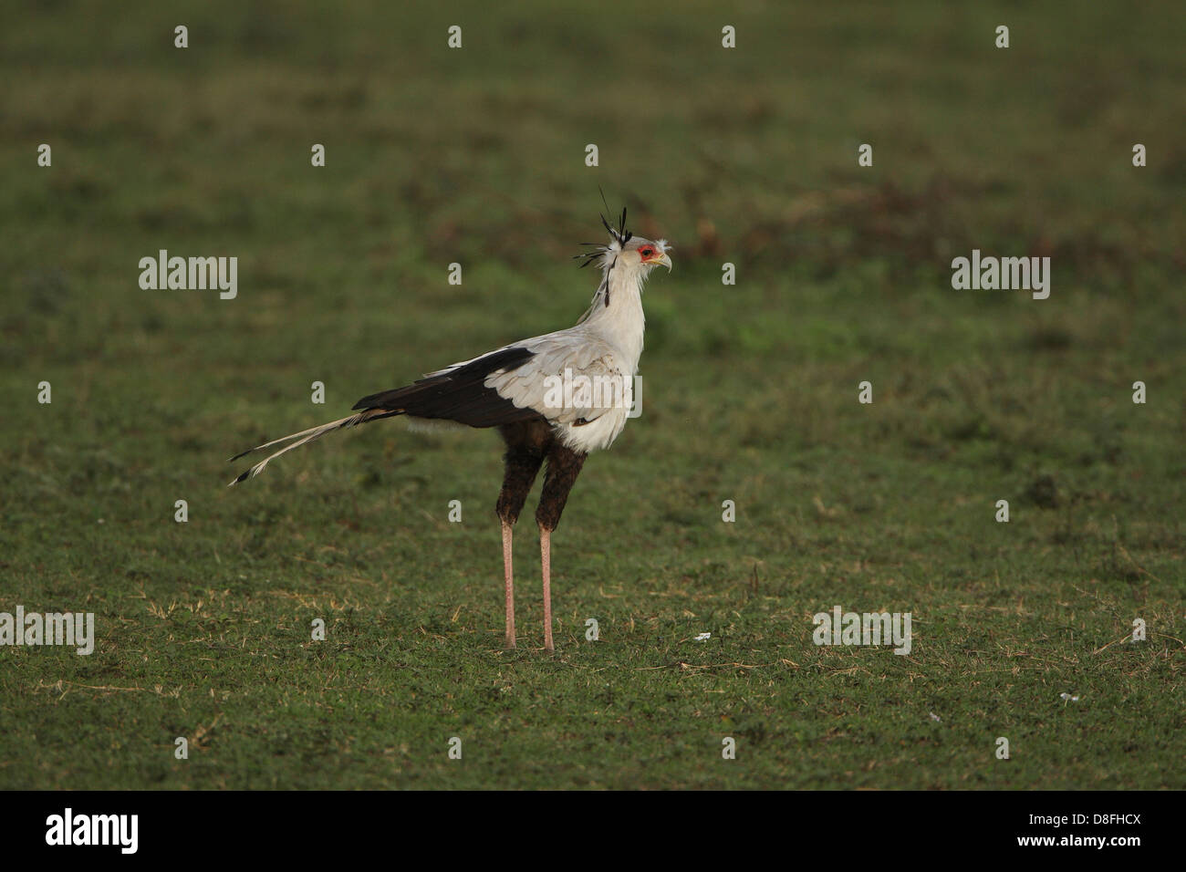Secretary bird zoo hi-res stock photography and images - Alamy