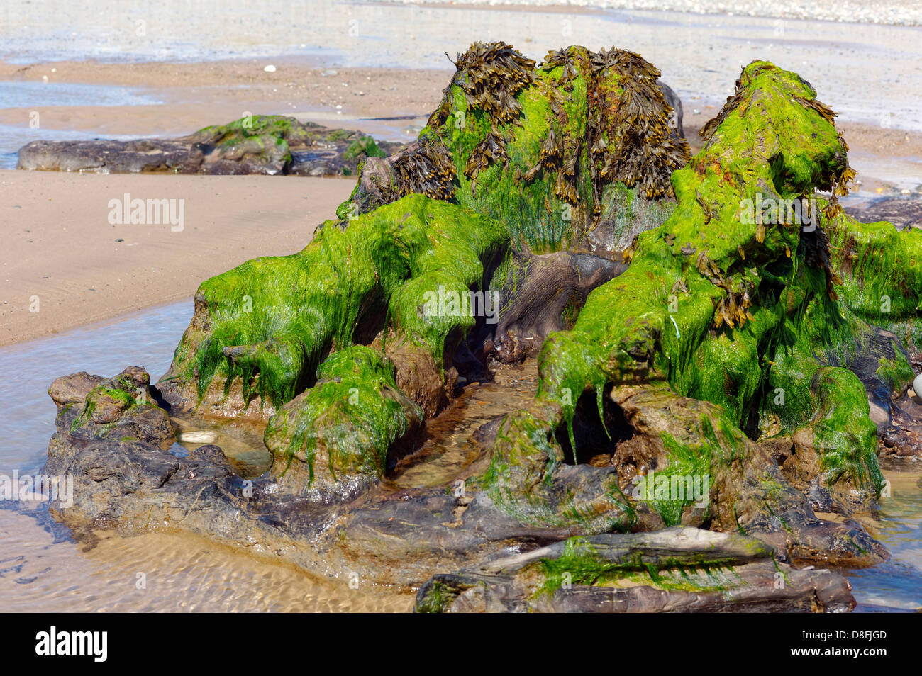 Petrified wood on the beach at Tywyn, visible at low tide in cardigan ...