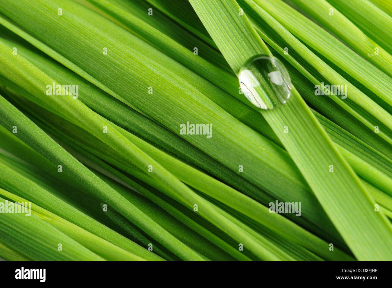 Condensation On Grass