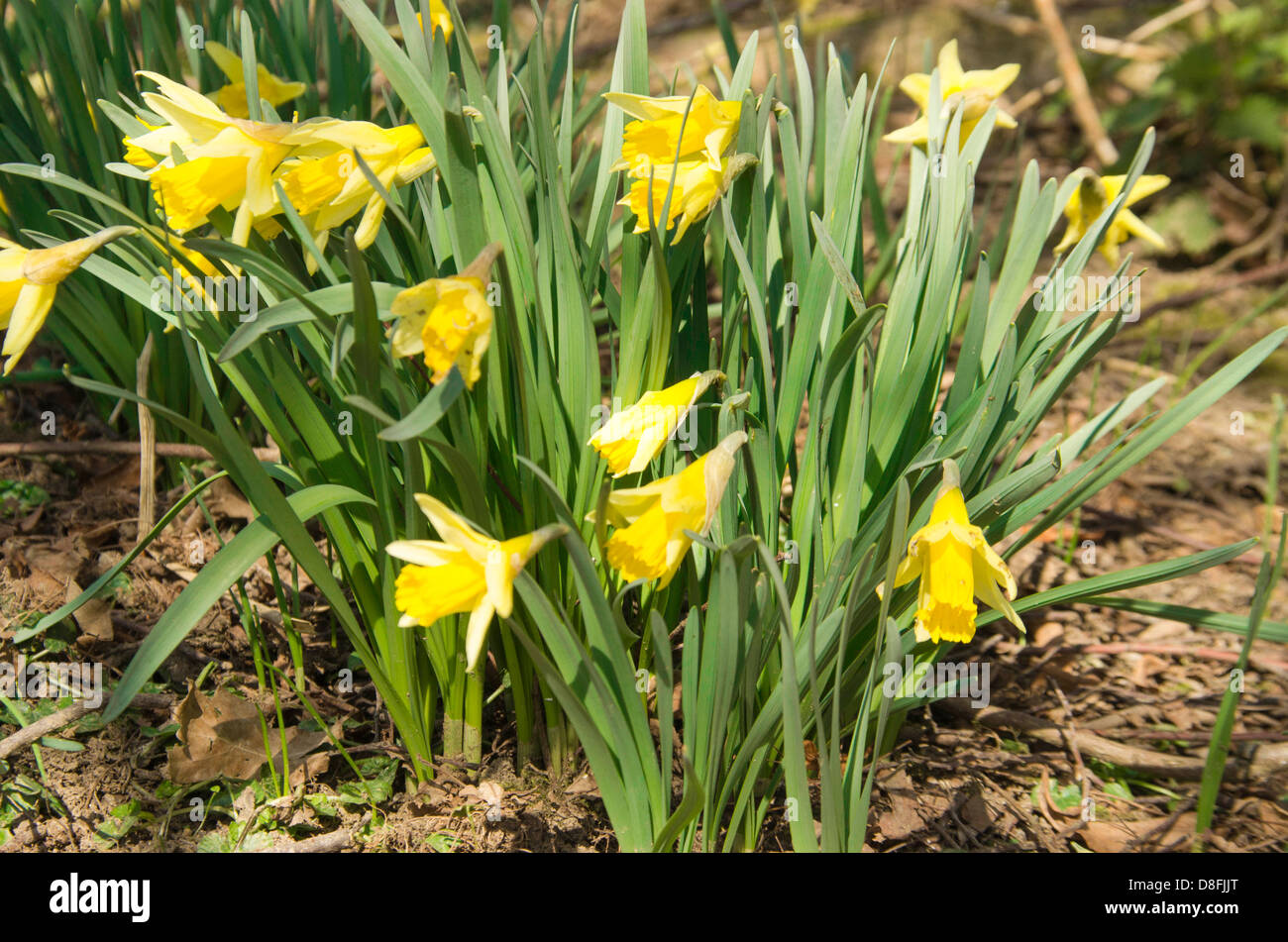 Wild daffodil (Narcissus pseudonarcissus) also known as Lent Lily ...