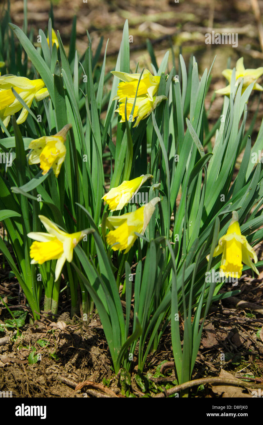 Wild daffodil (Narcissus pseudonarcissus) also known as Lent Lily ...