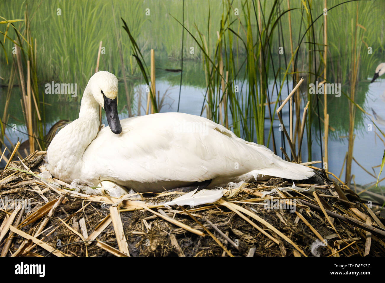 North American white wild Trumpeter Swan (Cygnus buccinator Stock Photo ...