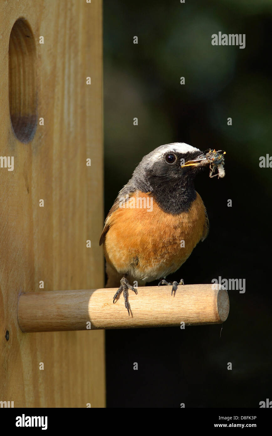 Black redstart at nest box hi-res stock photography and images - Alamy