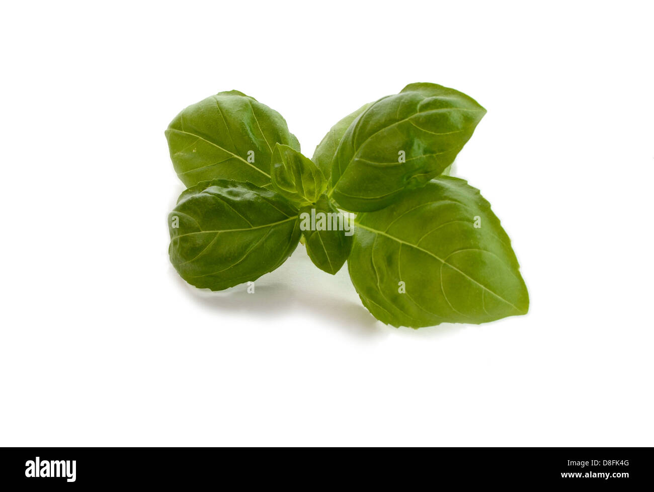 Basil on a white background Stock Photo - Alamy