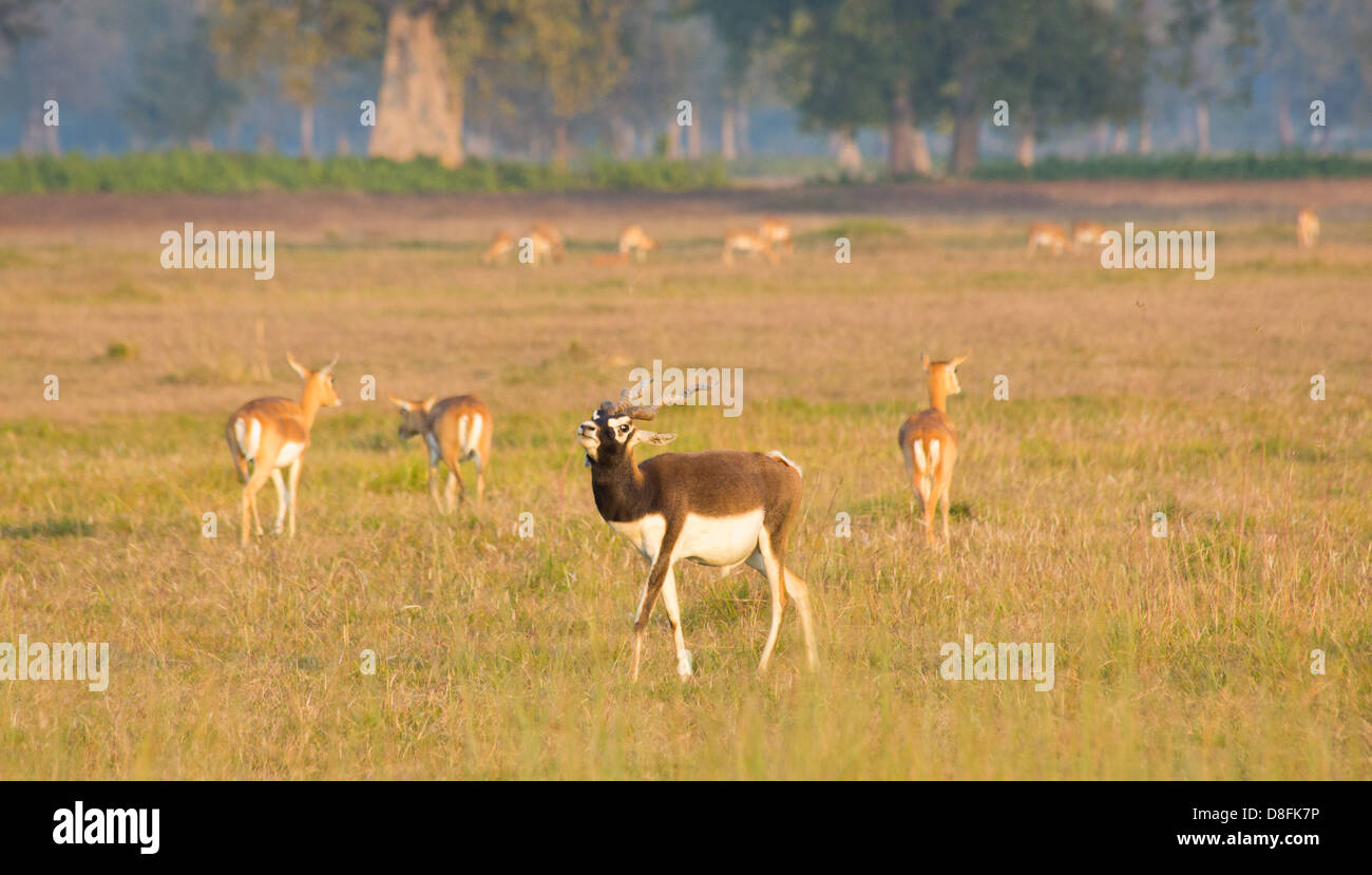 Black Buck antelope in the Black Buck Conservation Area, Khairapur ...