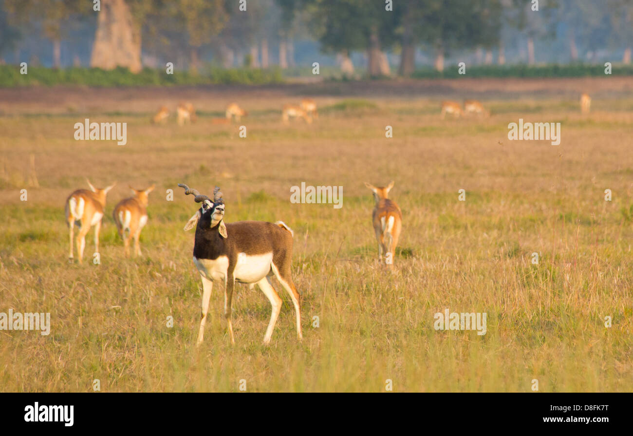 Black Buck antelope in the Black Buck Conservation Area, Khairapur ...