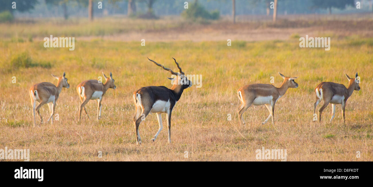 Black Buck antelope in the Black Buck Conservation Area, Khairapur ...