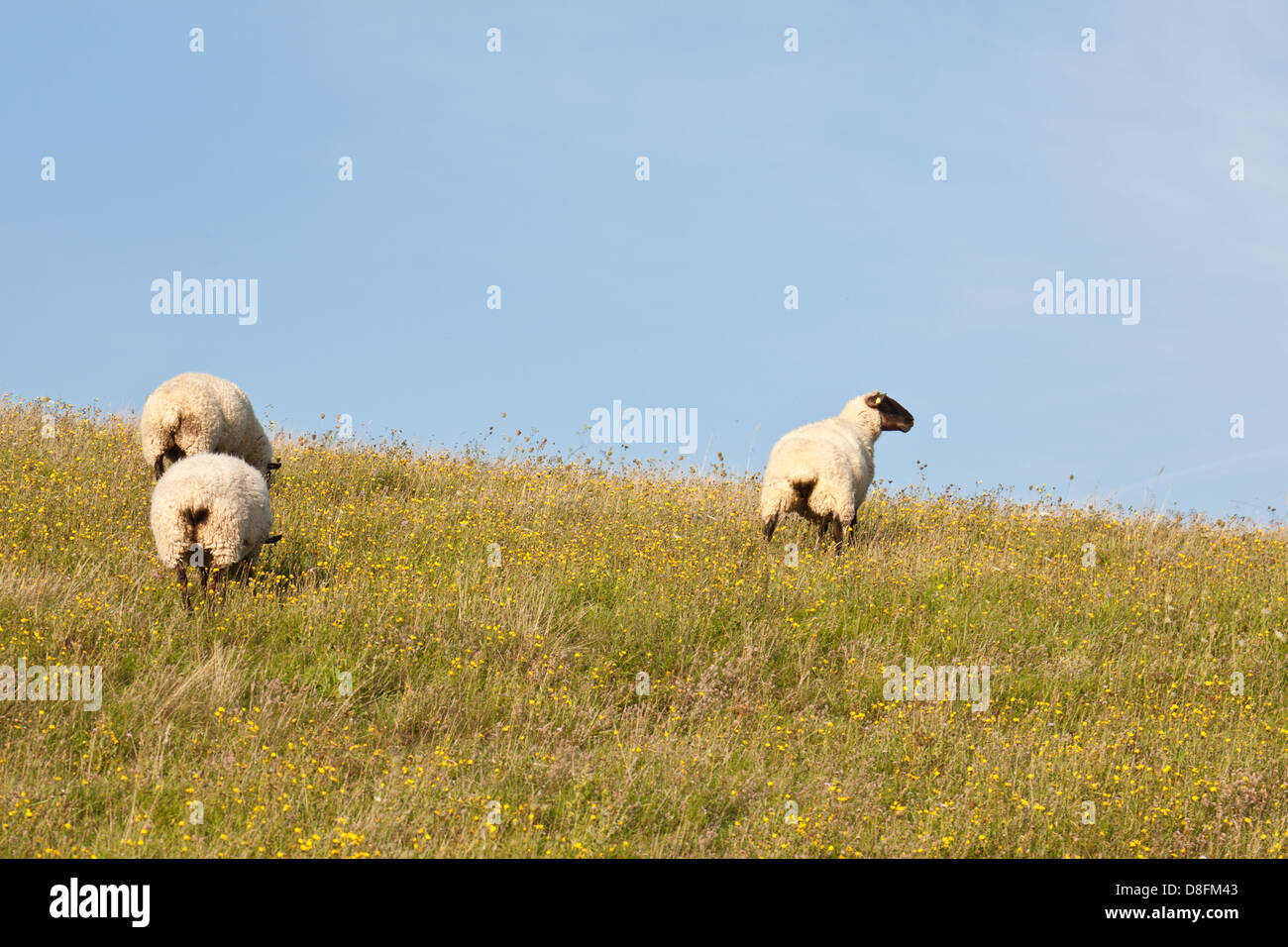 Sheep tracks hi-res stock photography and images - Alamy