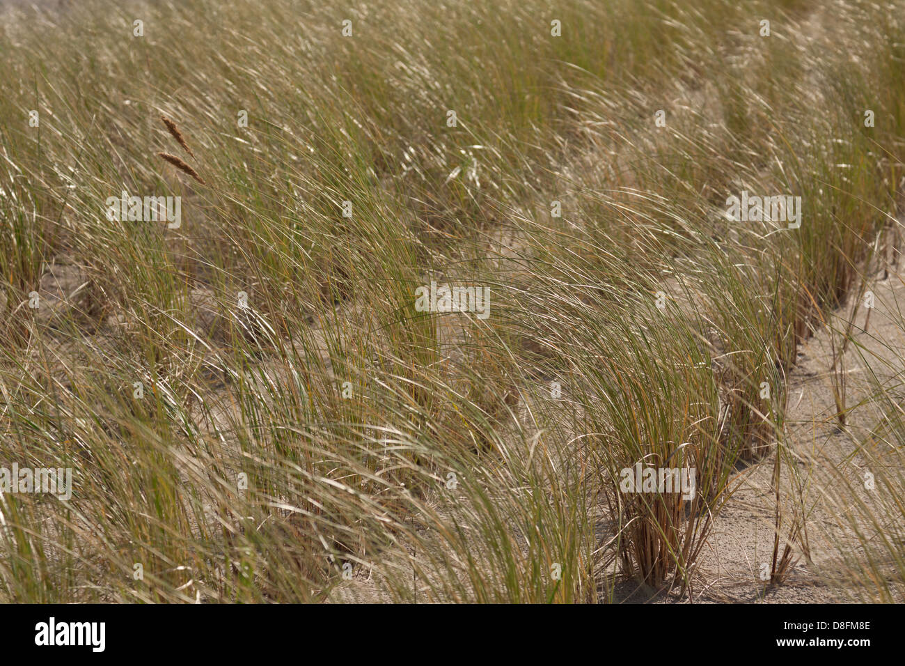 Dunes grass hi-res stock photography and images - Alamy