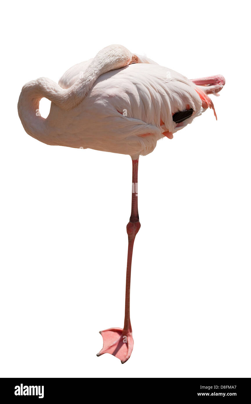 Flamingo standing on one Cut Out Stock Images & Pictures - Alamy