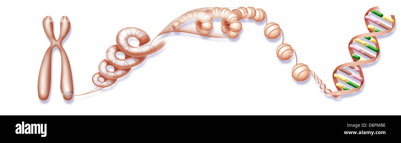 Chromosome histone dna hi-res stock photography and images - Alamy
