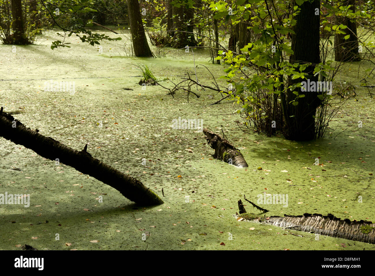 Damp area hi-res stock photography and images - Alamy