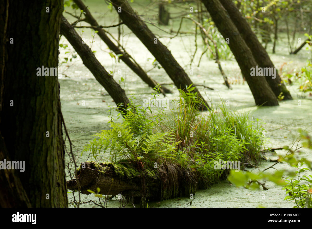 Swamp trees in water hi-res stock photography and images - Alamy