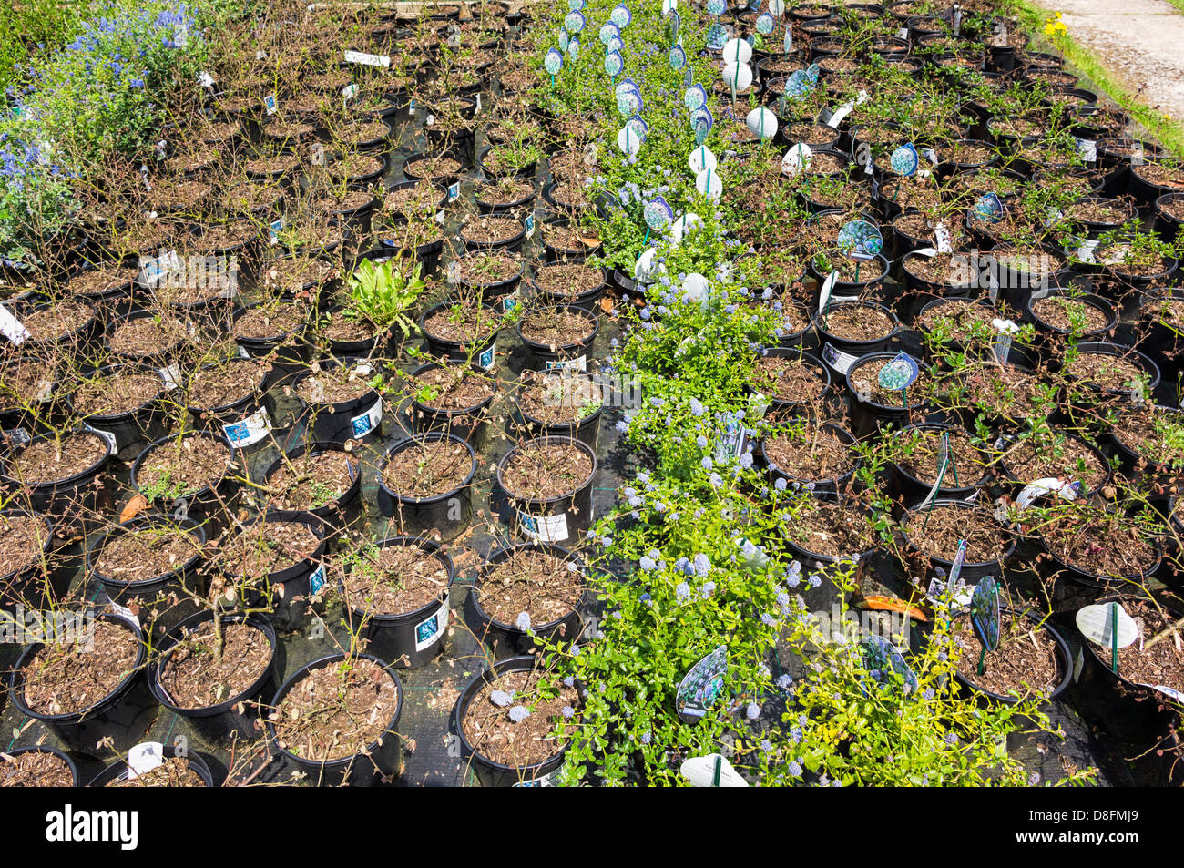 Shrubs in pots hi-res stock photography and images - Alamy