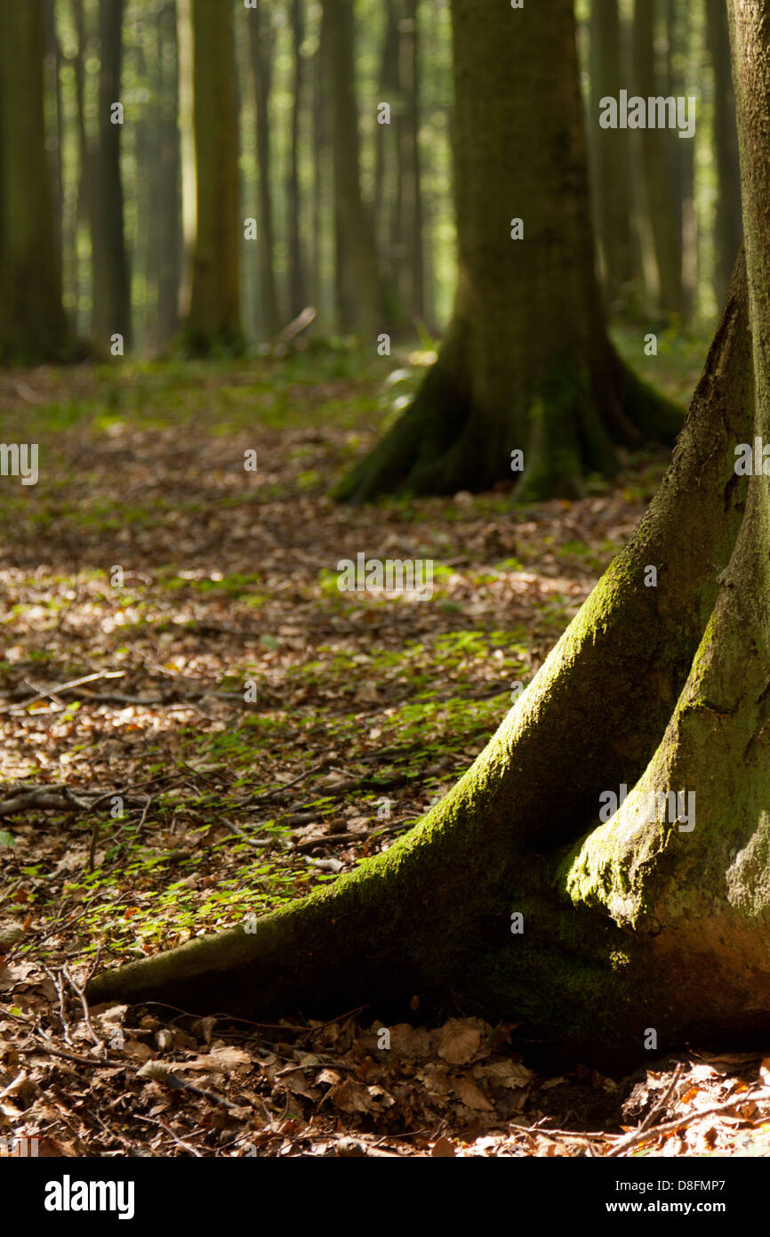 foot of a tree Stock Photo - Alamy
