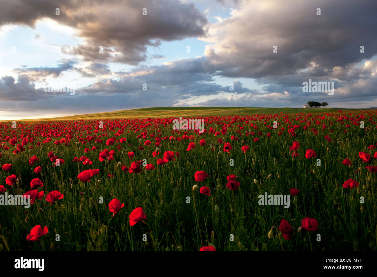 Real poppies hi-res stock photography and images - Alamy